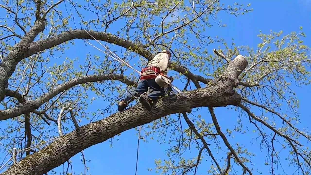 Tree Cutter is a 'Climber' - YouTube
