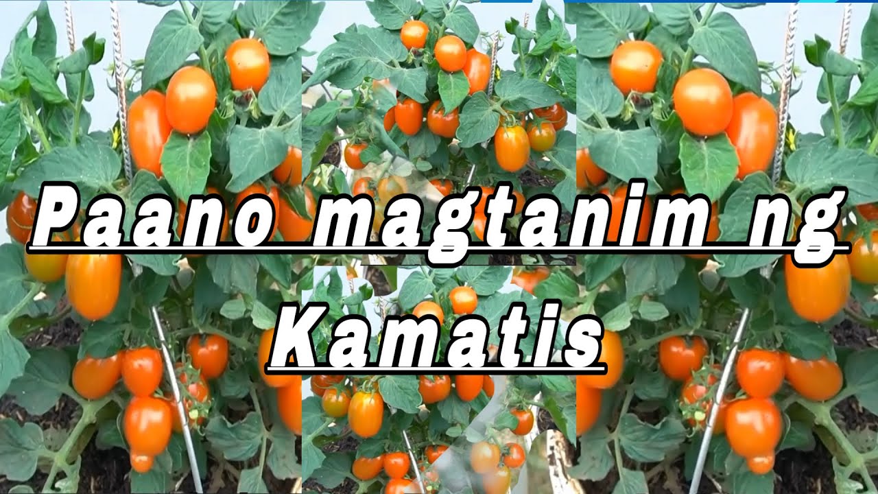 Pagtanim ng Kamatis sa Balde - YouTube