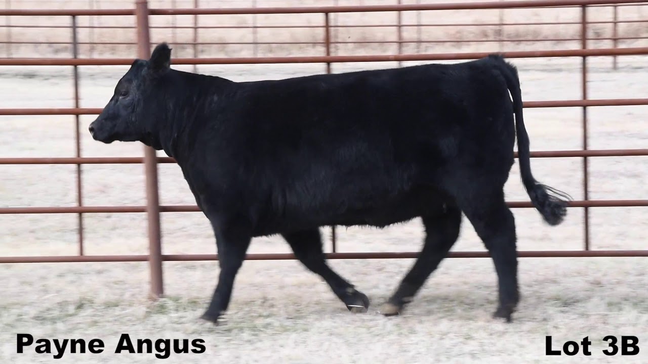 Payne Angus Lot 3B - YouTube