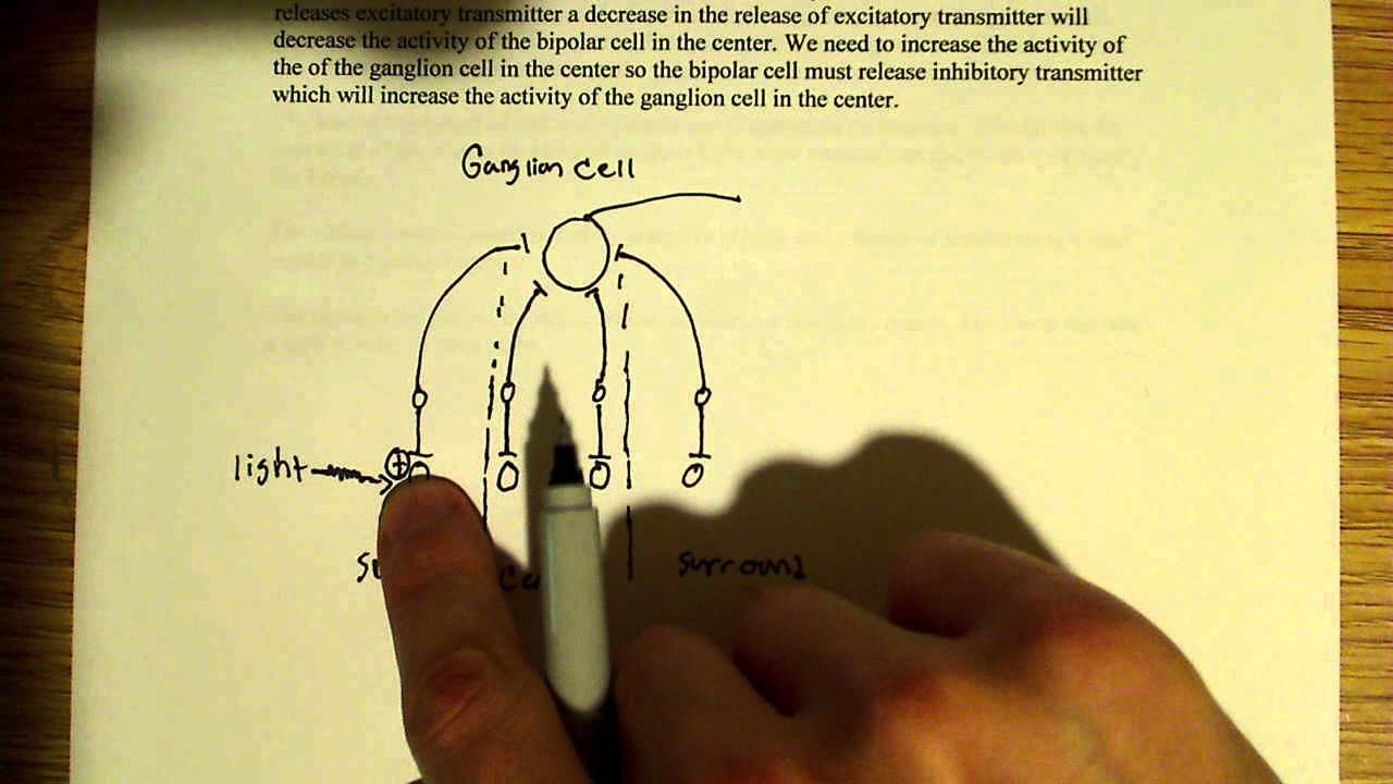 Ganglion cell center-surround organization - YouTube