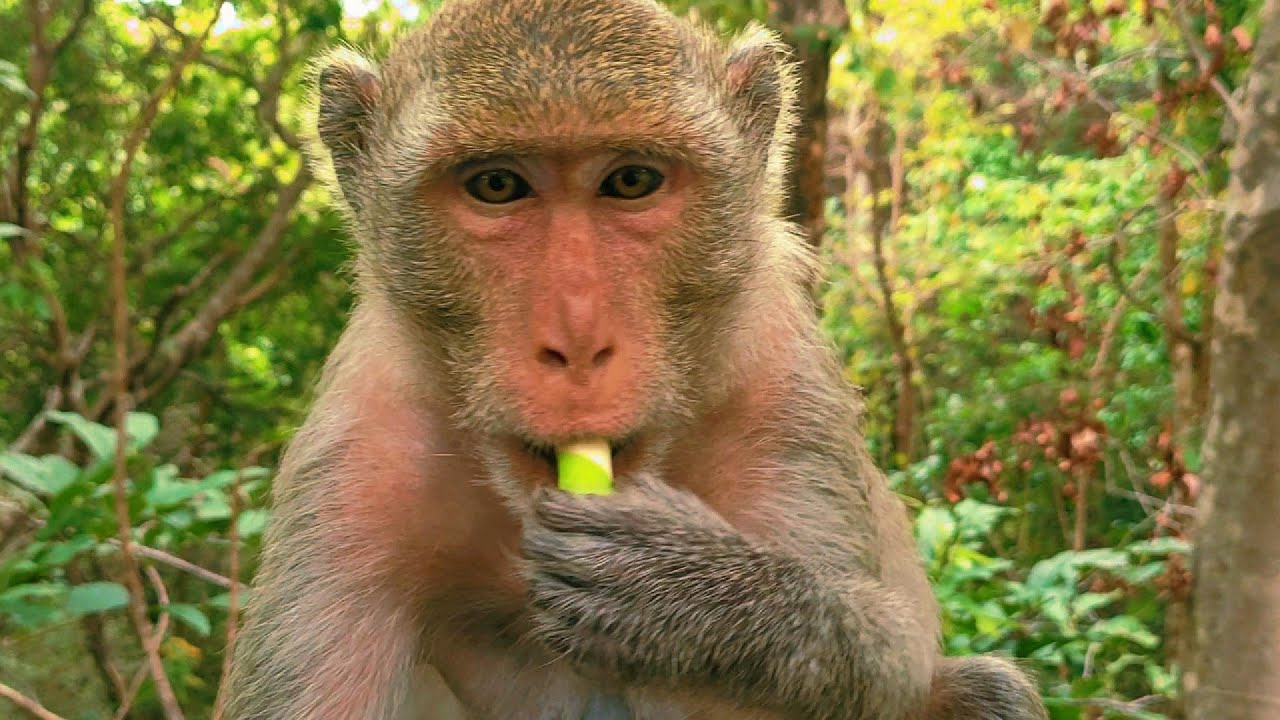 🐵MUST SEE! So Adorable Monkey Steals the Spotlight You Won't Believe ...