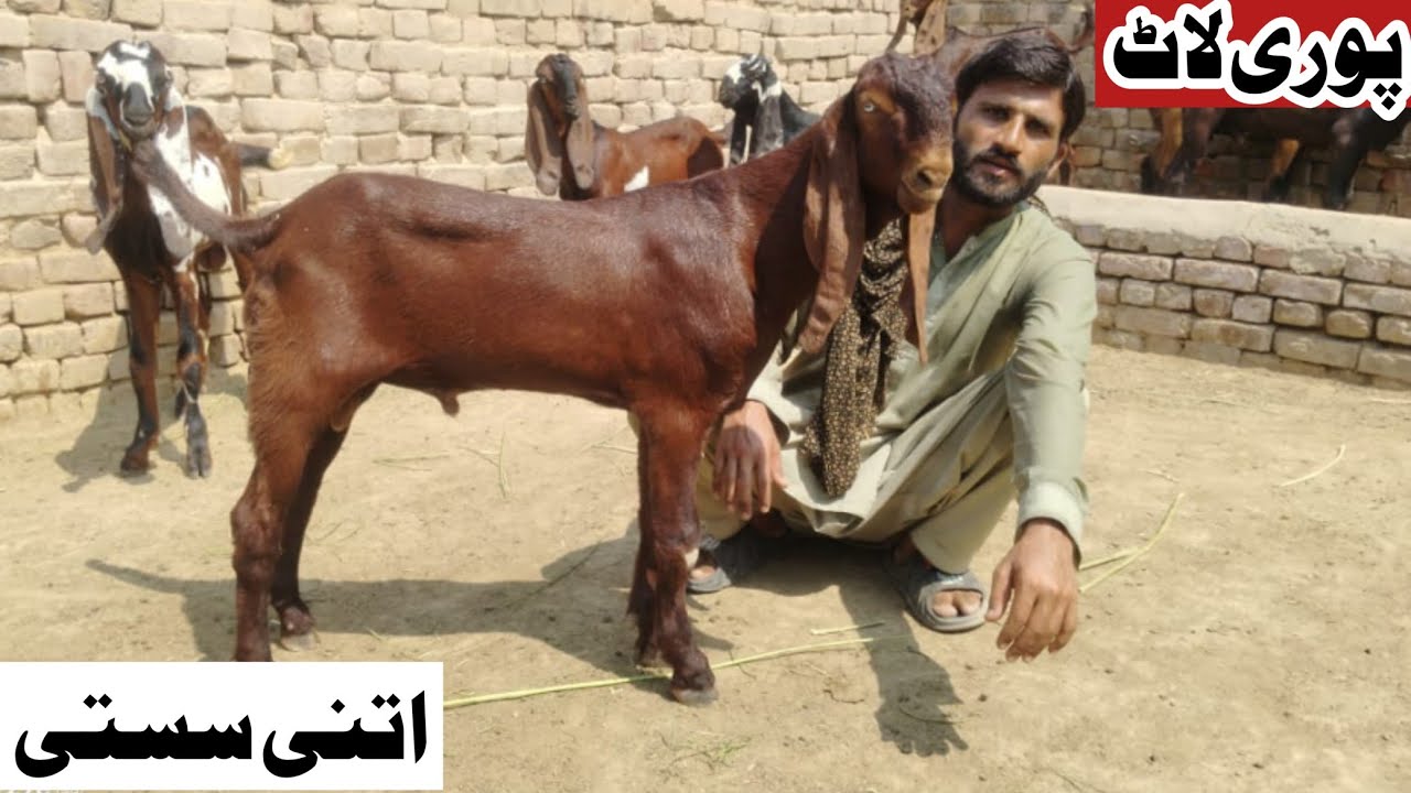 mashallah Shabab by K a plus quality wale saste bakre amritsari beetle ...