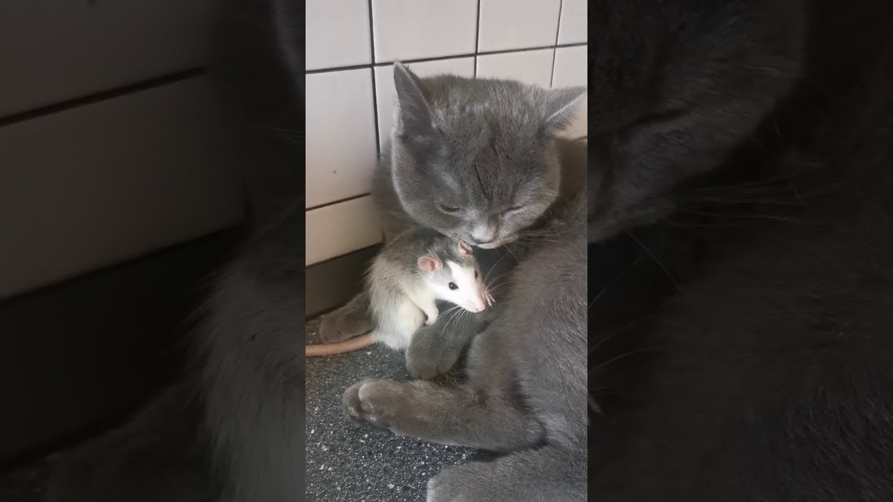 Cat Loves it's Rat || ViralHog - YouTube