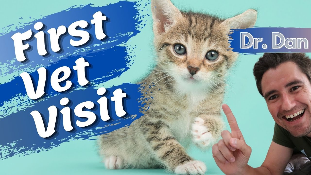 First Vet Visit! What to expect on your kitten's fist veterinary visit ...