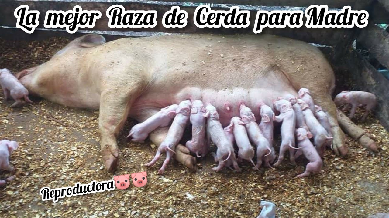 LA MEJOR RAZA DE CERDA REPRODUCTORA DE LECHONES🐖MEJOR CERDA MADRE DEL ...