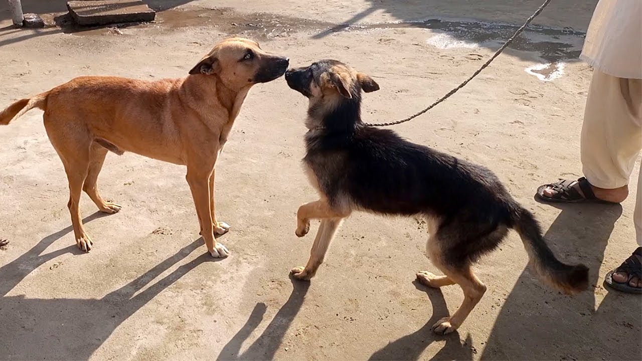 Two Friendly Indian Desi Dogs - YouTube
