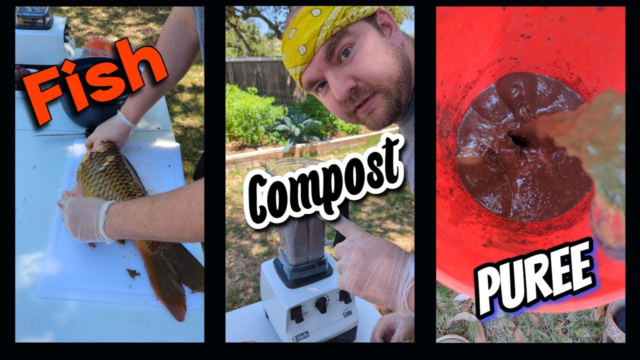 Homemade Blended Fish Compost Puree: Zero Waste & High Nutrient 🌱🥦 ...