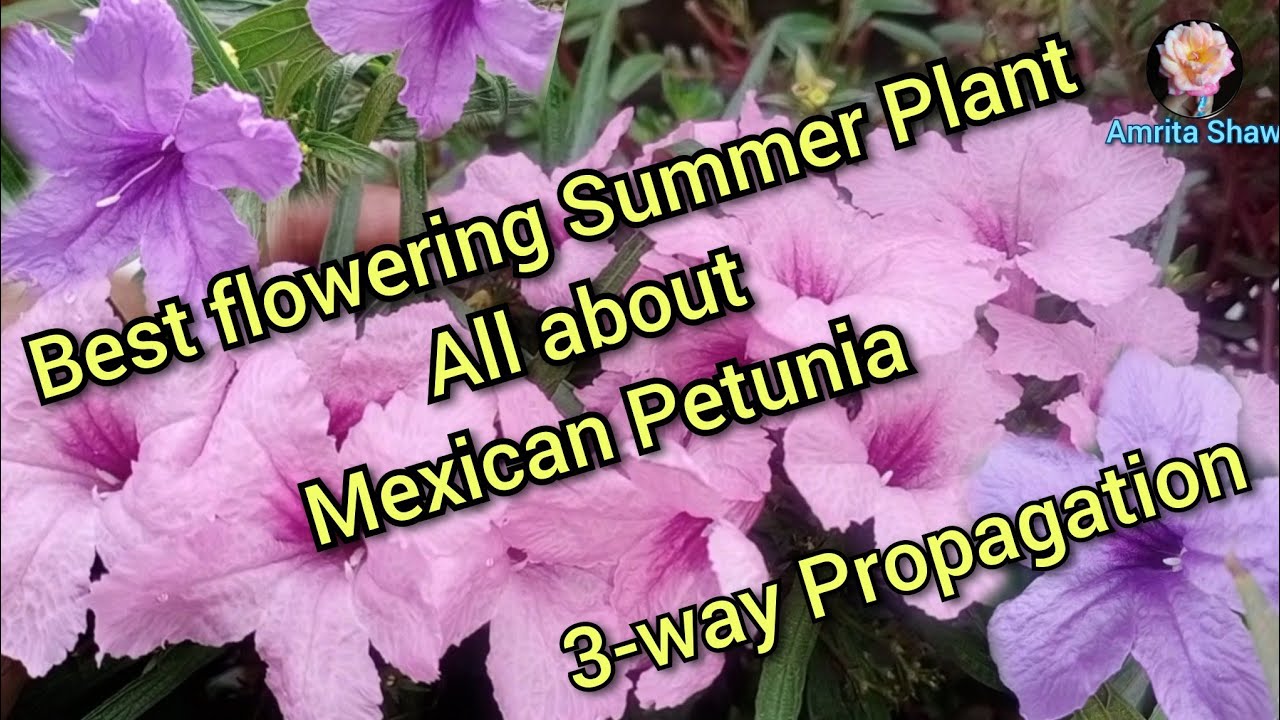Mexican Petunia Plant Care and Propagation/ Best low maintenance Summer ...