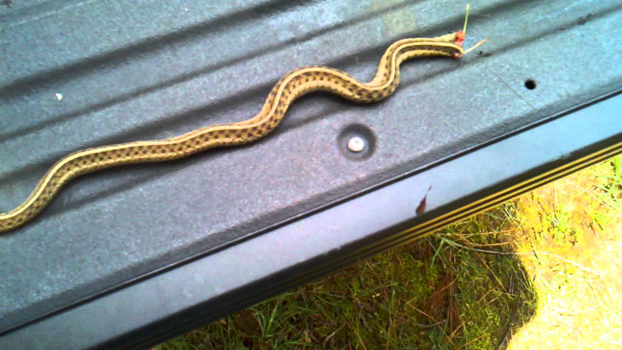 Snake with no head - YouTube