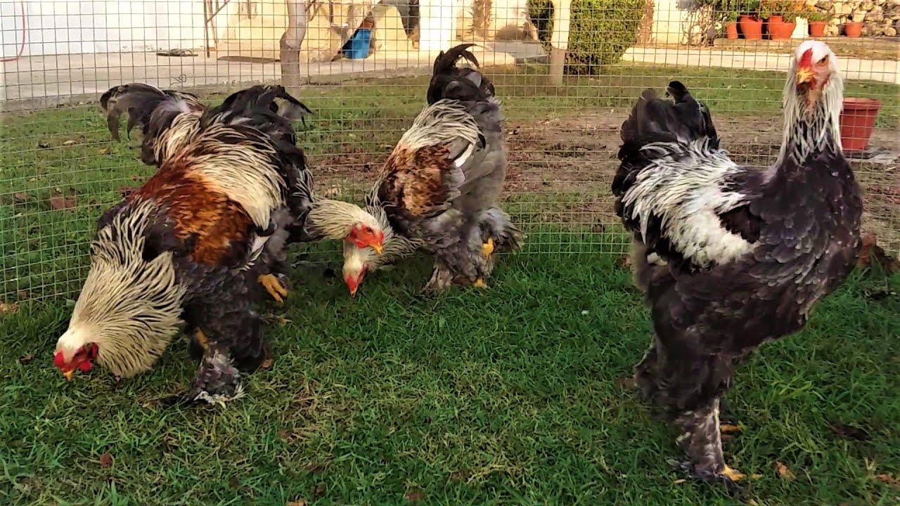 YOUNG ROOSTERS BSO BRAHMA NEW GENERATION - YouTube