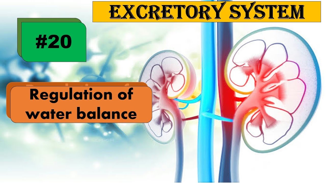 Regulation of water balance - YouTube