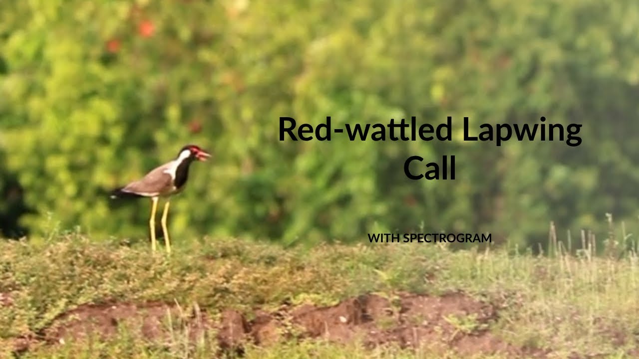Red Wattled Lapwing Calling | Bengali Name হাটিটি বা হট্টিটি বা টিটি টহ ...