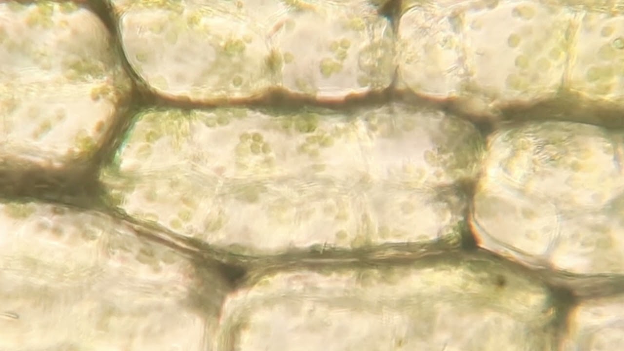 Cytoplasmic rotation around central vacuole with moving chloroplasts ...