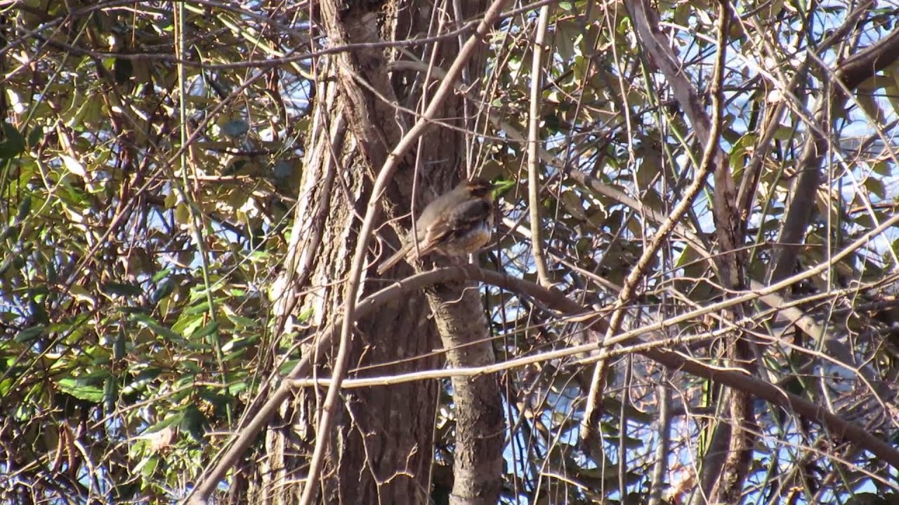 Varied Thrush at Stone Mountain Park, Georgia - YouTube