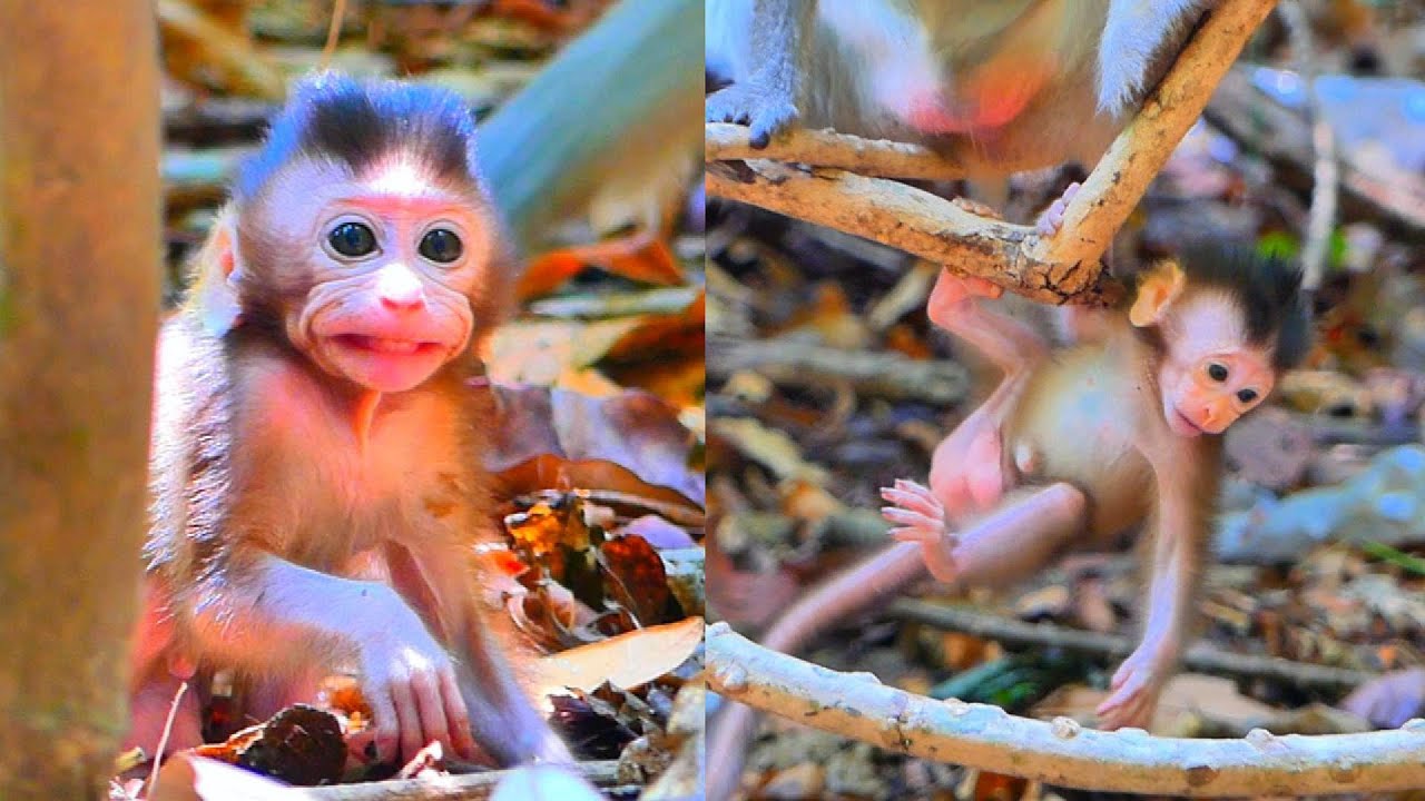 Cute baby monkey requests follow monkey mom and need good nurse - YouTube