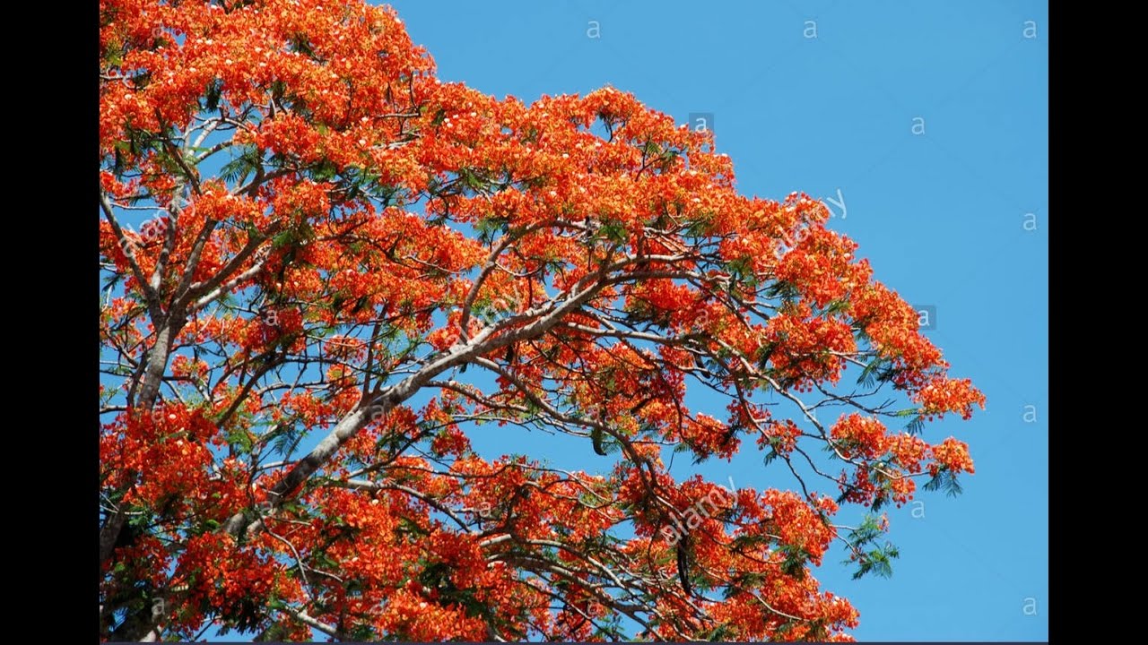 Vakapoo maram choodum- Prince - YouTube