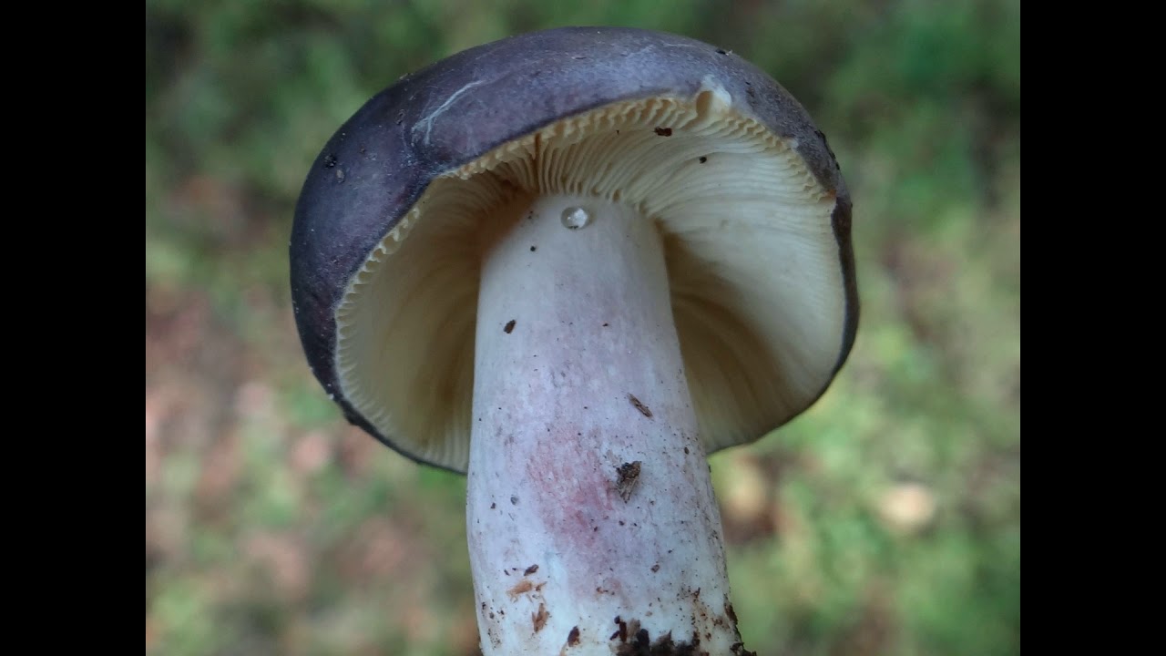 Russula azurea - YouTube