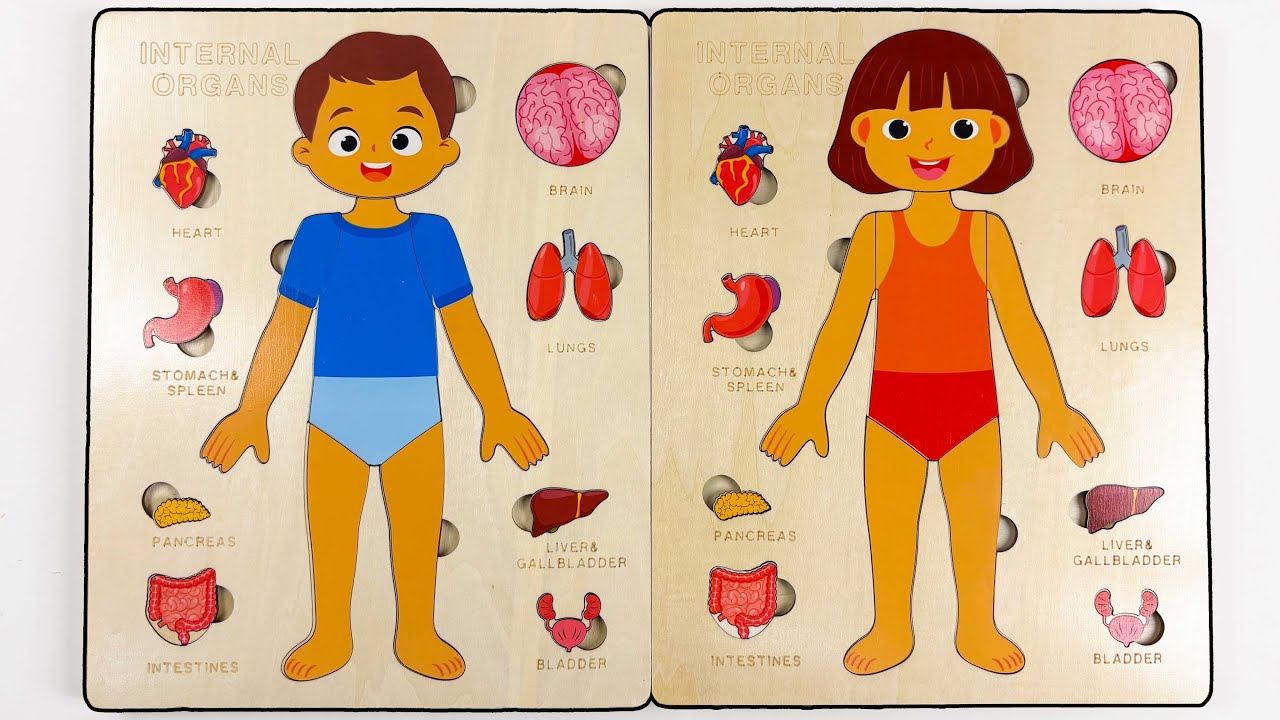 Learn Internal Organs Boy & Girl with Puzzle Activity | Human Body ...