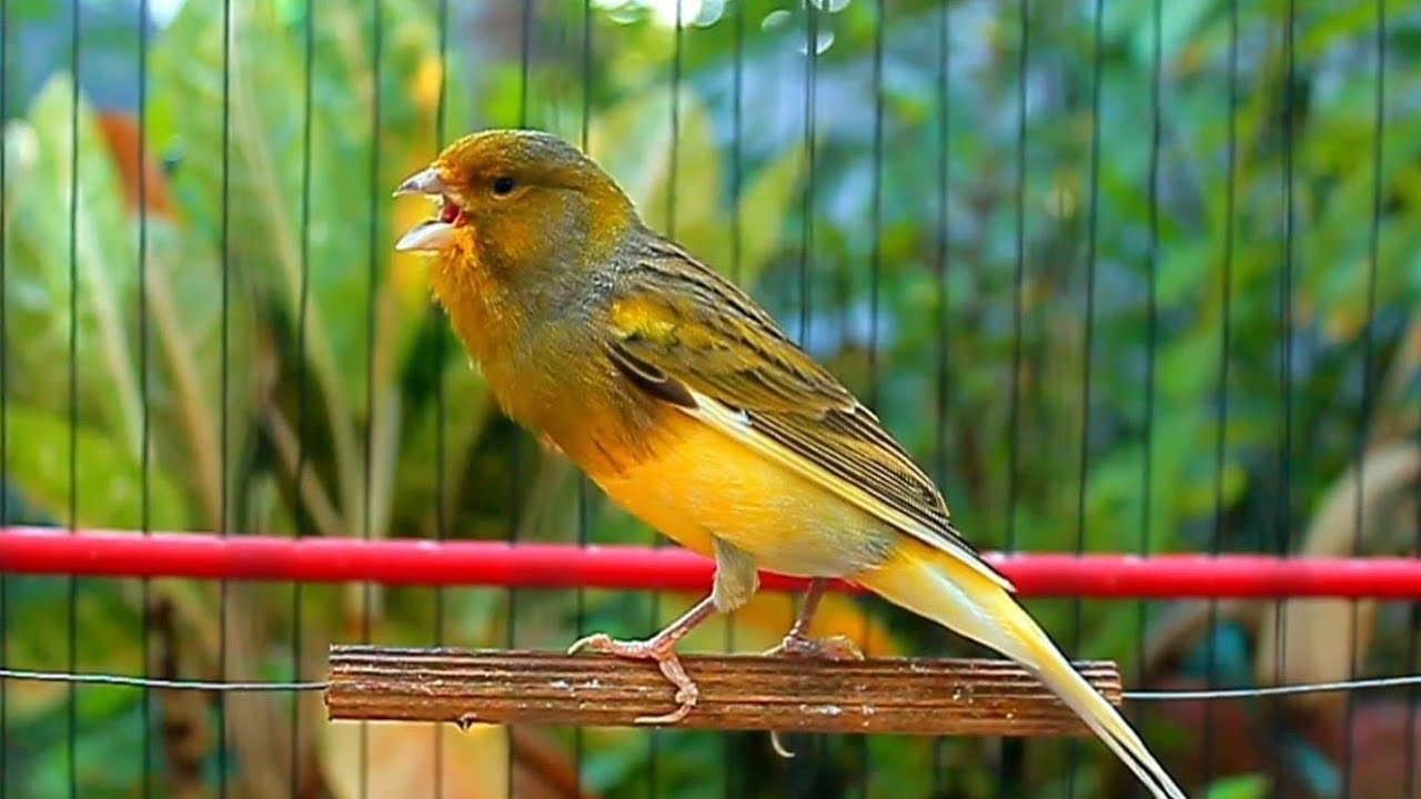 Canary song for mating training of beautiful Belgian canaries 243 - YouTube