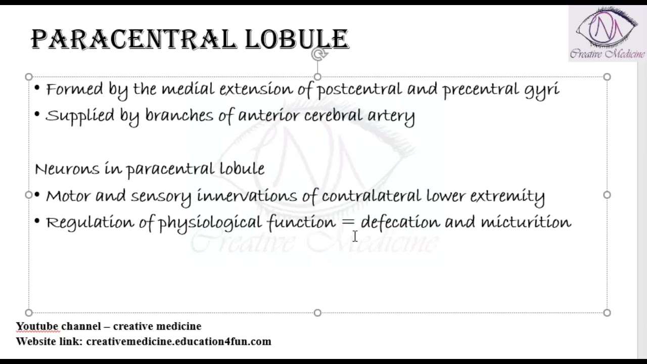 Paracentral Lobule Is Supplied By