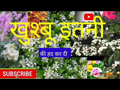 Madhu Kamini ka/ paudha yah sent Moriya ka paudha per phool nahin aate ...