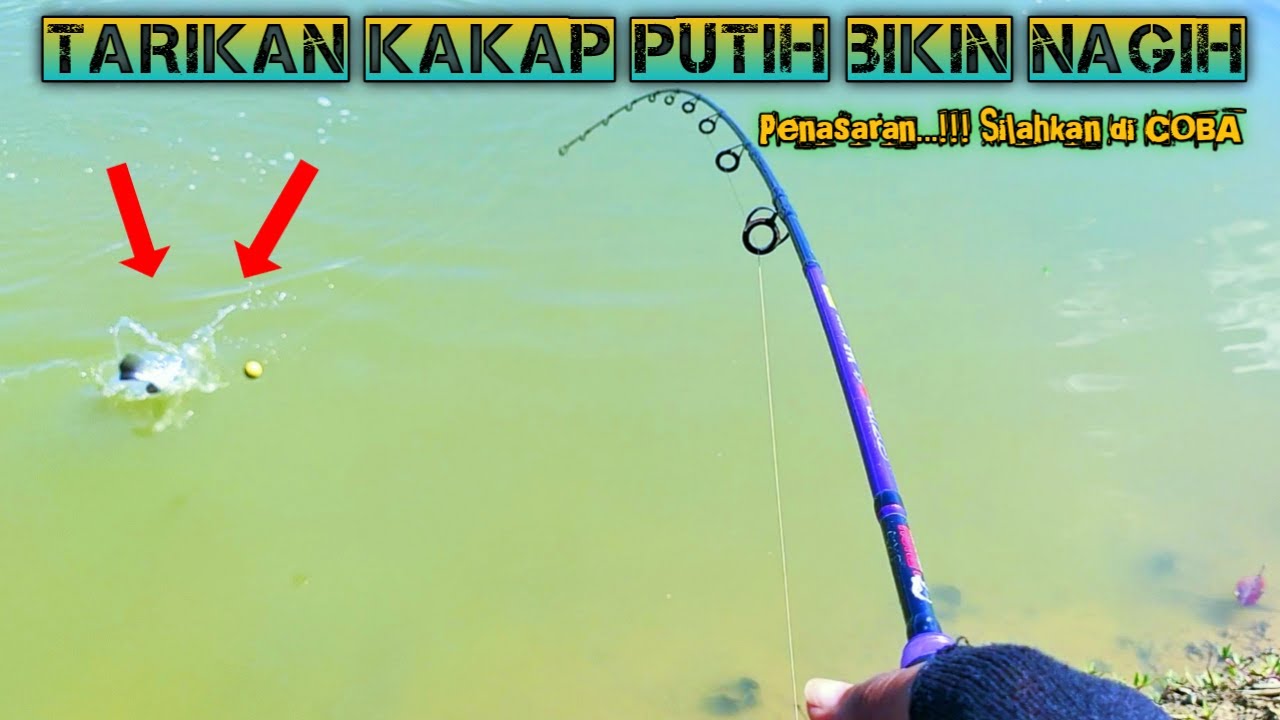 Mancing kakap putih di tambak pakai pelampung umpan udang hidup - YouTube