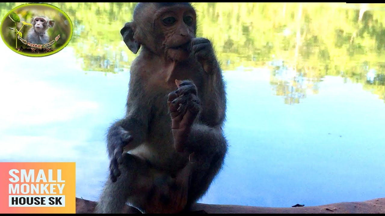 Baby Malo Monkey so cute,Baby Mola so lovely - YouTube