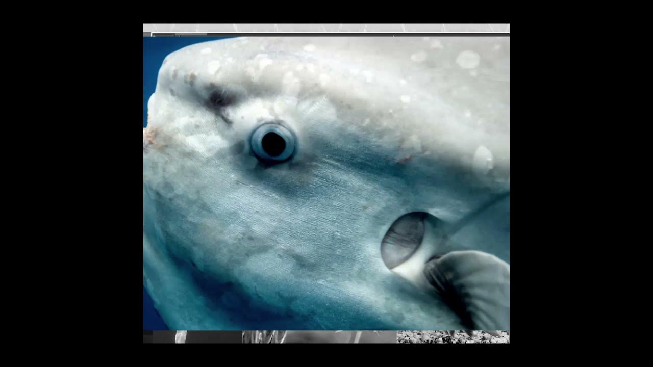 True Facts About Sunfish YouTube true-facts-about-sunfish-youtube