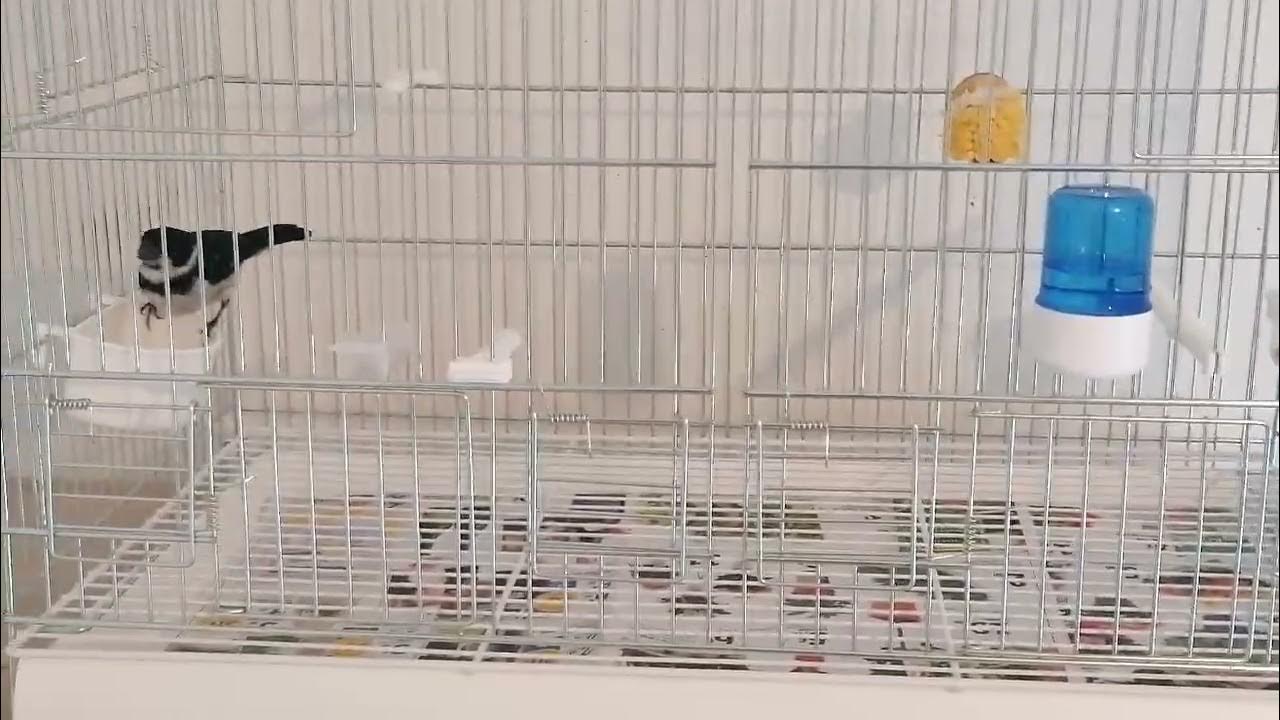 Picolette métissé sorti de mue 🇫🇷 pije pije picolet - YouTube