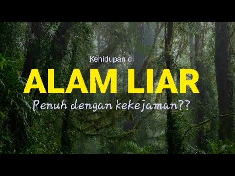 Kehidupan Alam liar itu kejam? - YouTube