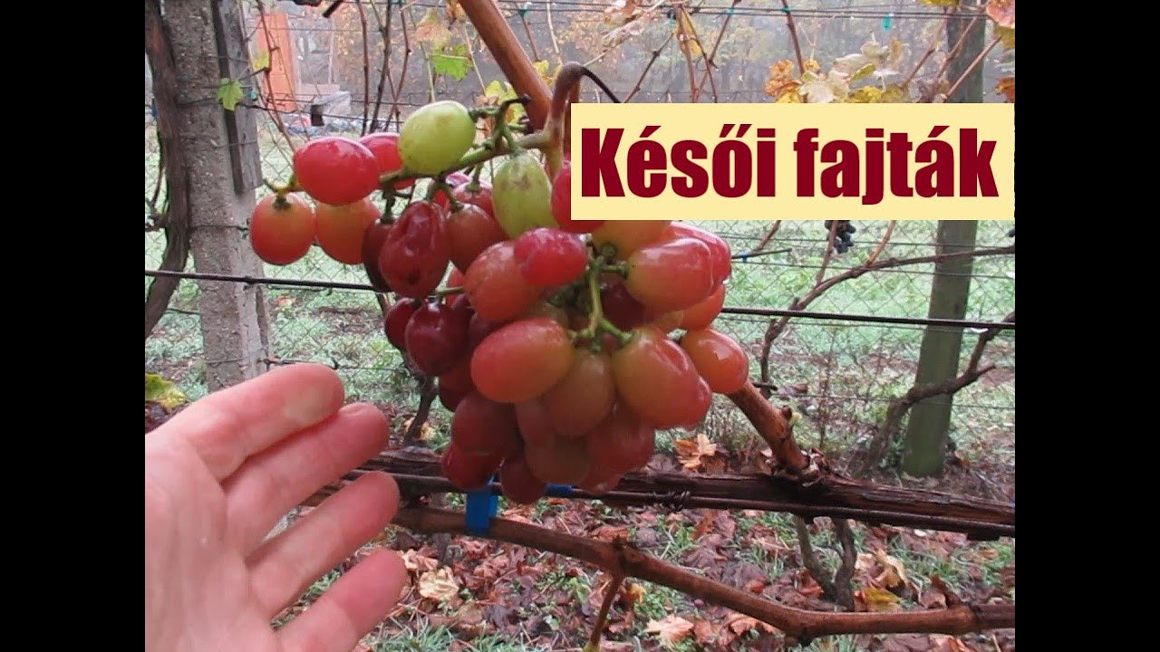 Késői fajták október végén - 2022 - YouTube