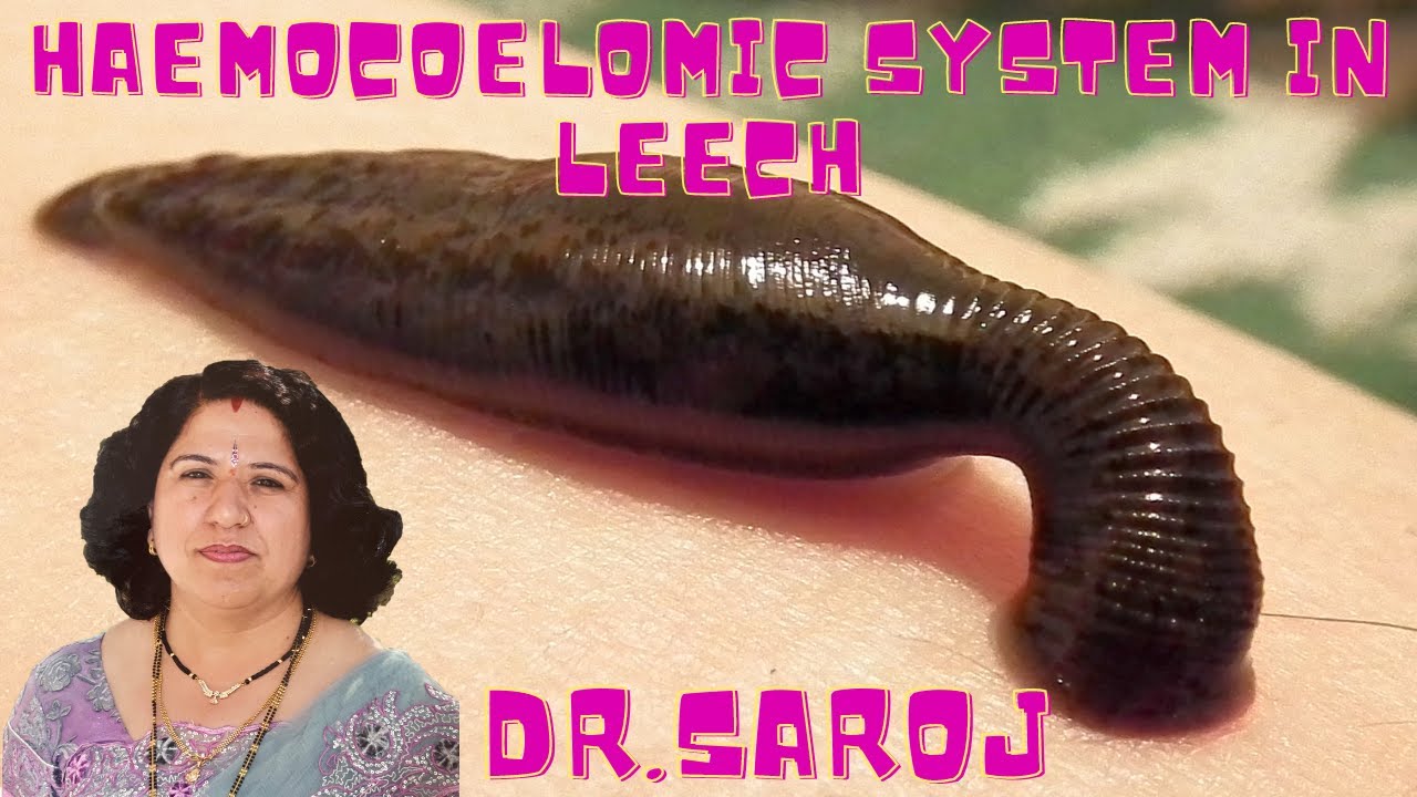 course of circulation of haemocoelomic fluid in leech/hirudin area ...