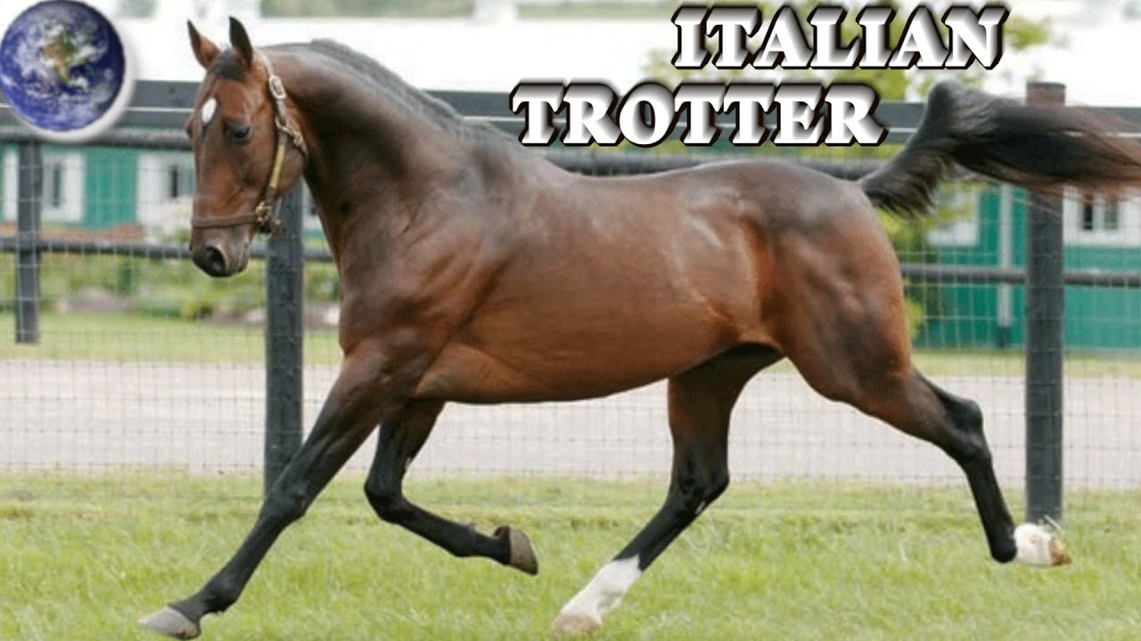 TOP Beautiful Italian Trotter Horse in the World! - YouTube