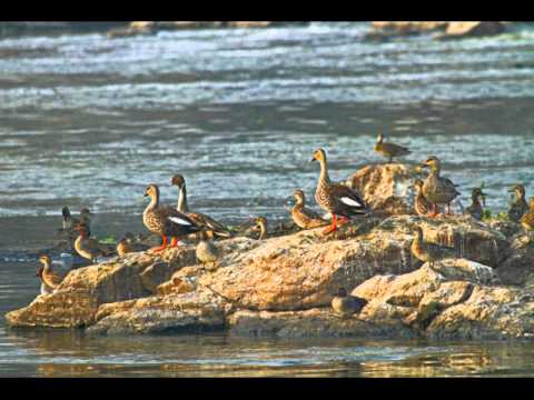 Pune India 1- Mula Mutha River - YouTube