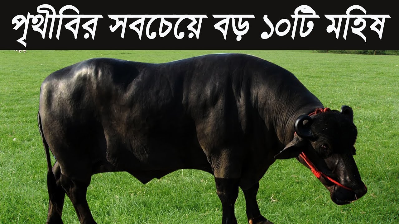 TOP 10 BIGGEST BUFFALO IN THE WORLD || MAHMUDUL HASAN AT - YouTube