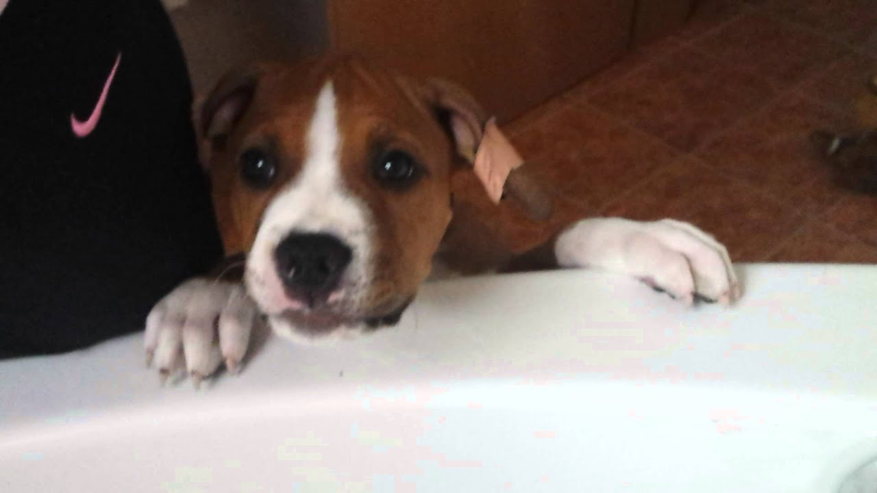 Cute amstaff puppy is angry with hairdryer - YouTube