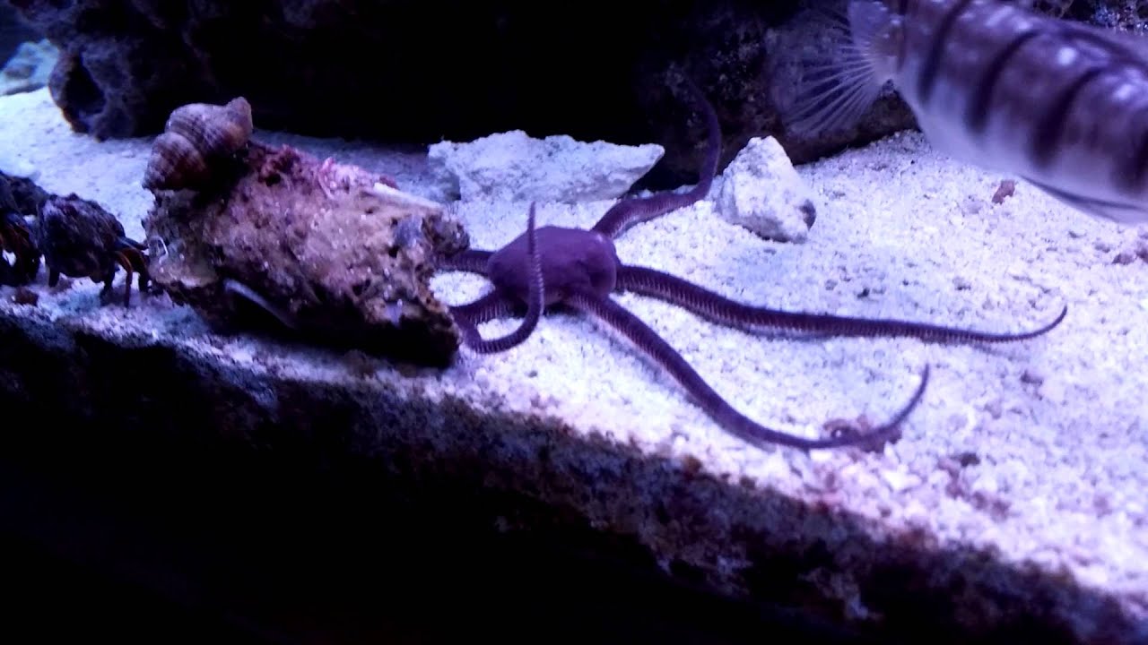 Serpent Sea Star, Caribbean - YouTube