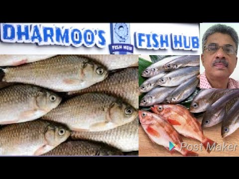 Dharmoo's Fish Hub, Ernakulam - YouTube