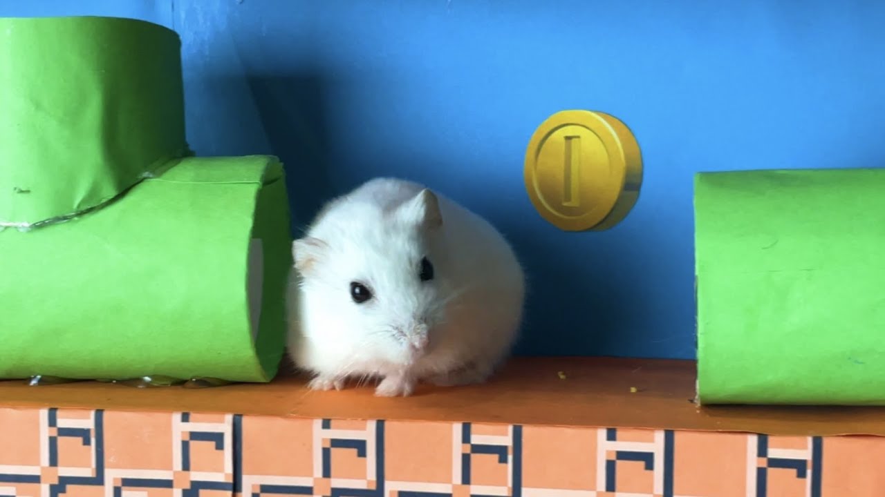 🐹Hamster Jonny escapes the Super Mario maze - YouTube