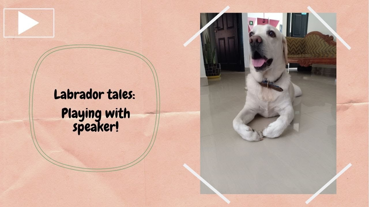 Labrador dog with a Bluetooth Speaker - YouTube