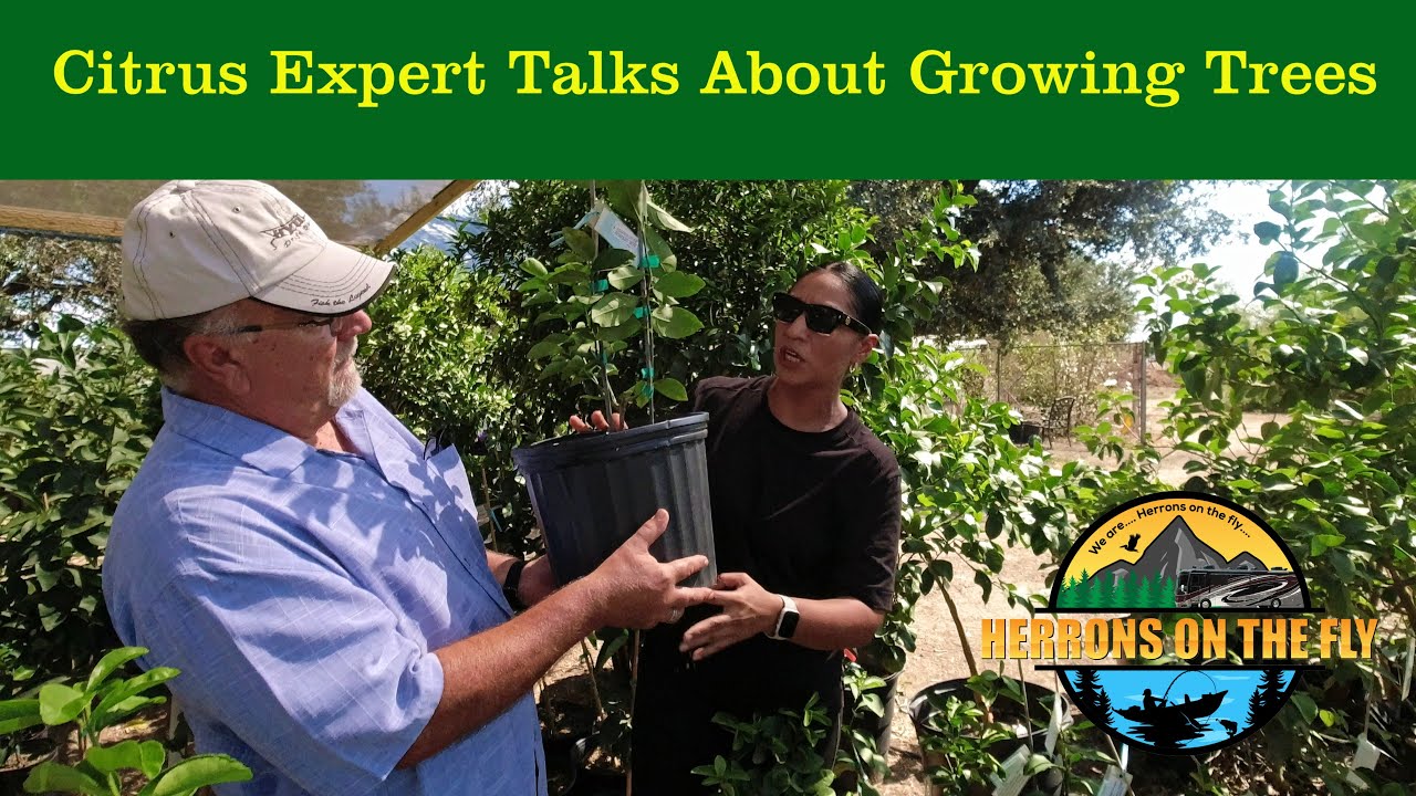 Citrus Tree Expert discusses growing and caring for all types of citrus ...