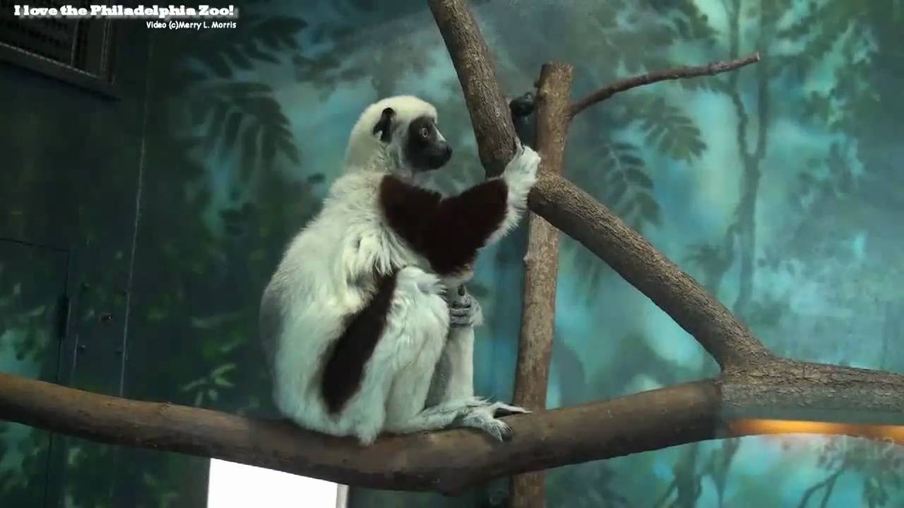 Philadelphia Zoo Sifaka Sitting and Watching - YouTube