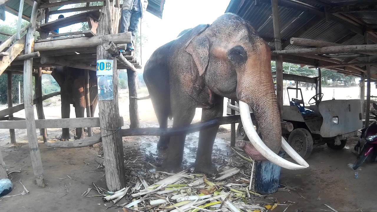 Thailand. Beautiful big elephant throw water - YouTube