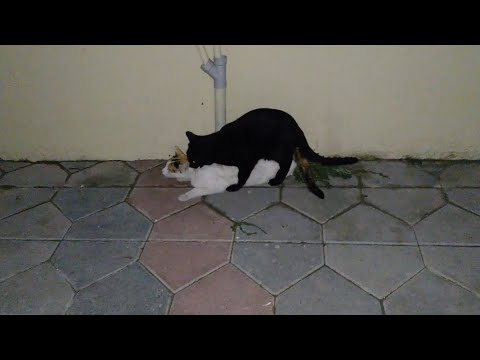 cat mating successful !! Animals Mating !! #cat #catmating #cats - YouTube
