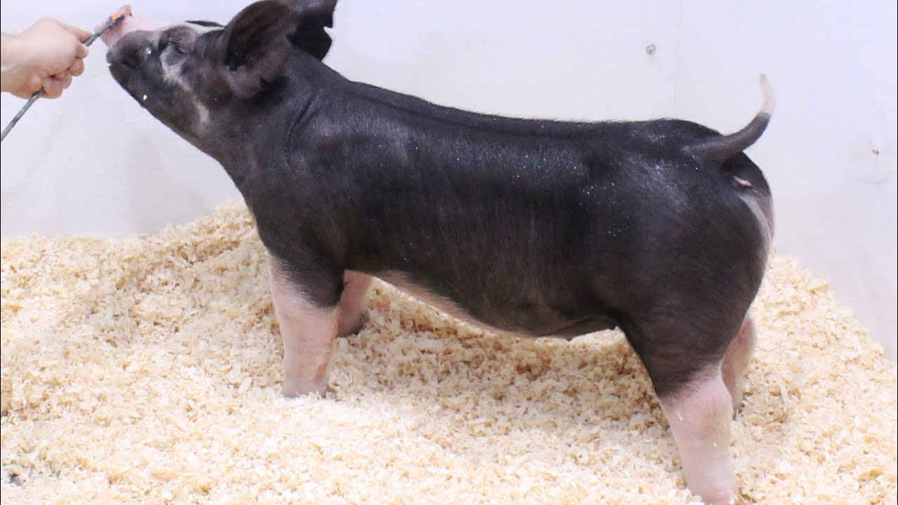 Lane Show Pigs | Power Female Entry | 112-4 Berkshire Gilt - YouTube