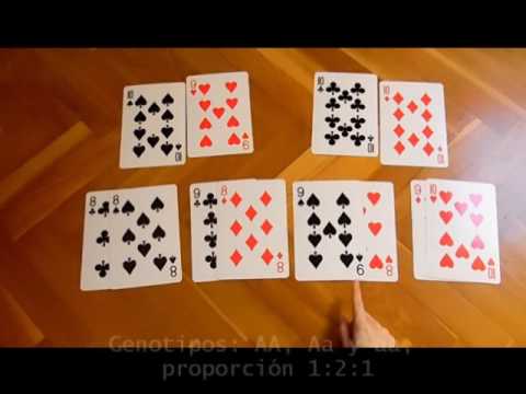 2ª Ley de Mendel y retrocruzamiento - YouTube