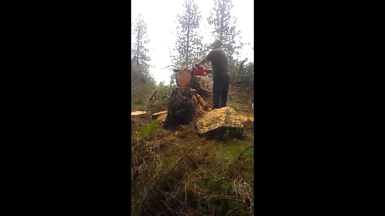 Echo CS-600P in 20" pine - YouTube