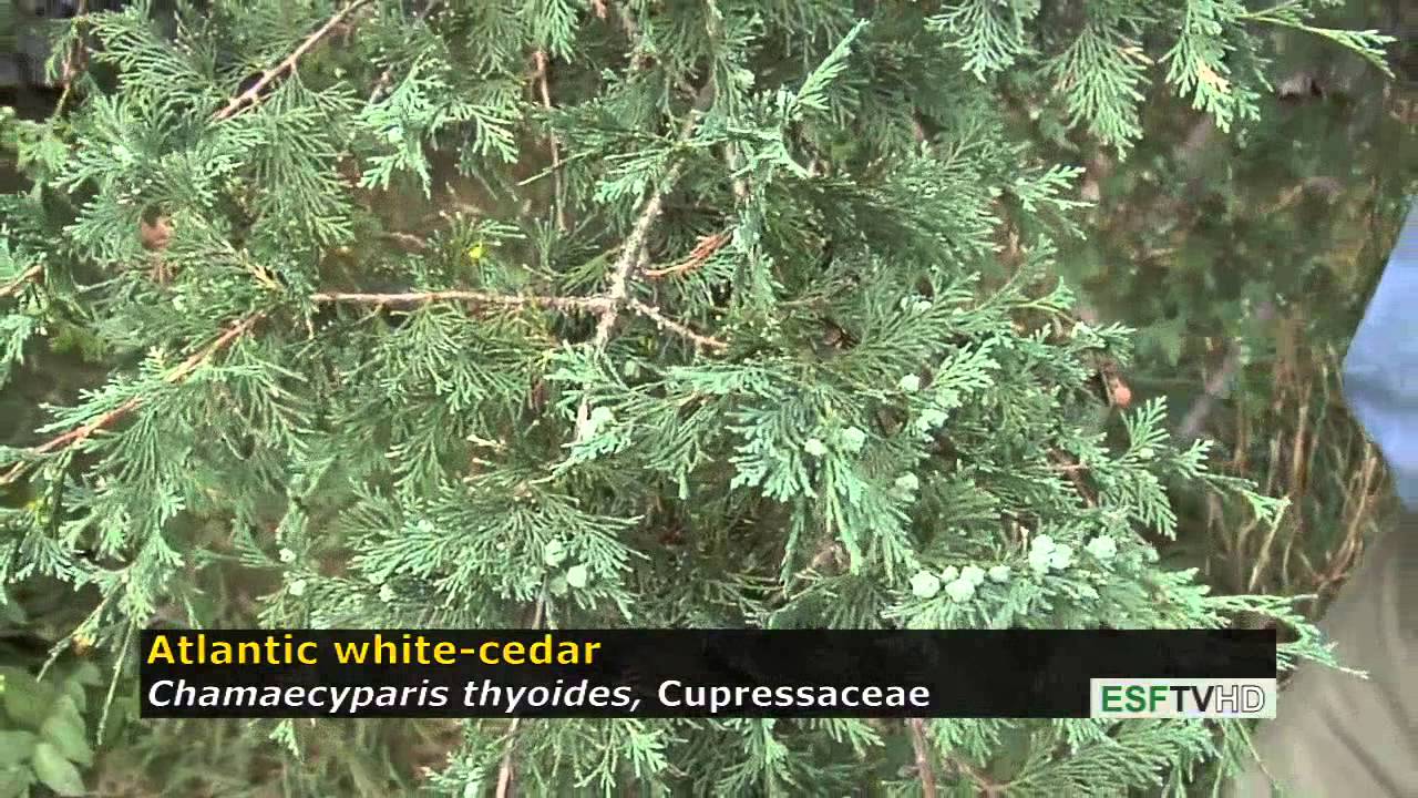 Trees with Don Leopold - Atlantic white cedar - YouTube