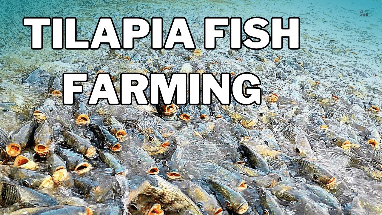 Advanced Tilapia Farming: Incredible Harvesting and Processing ...
