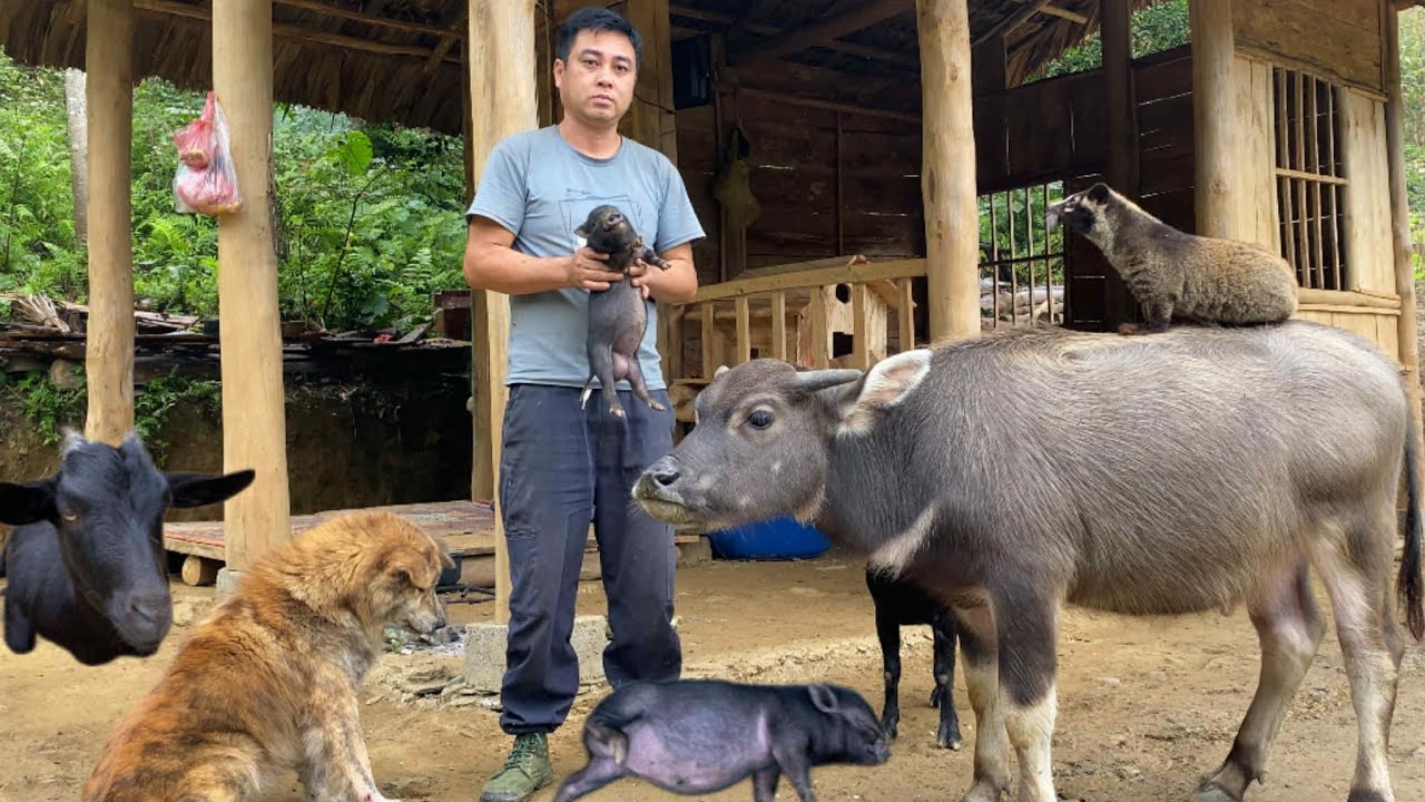The intelligent piglet integrated well with the family, ate healthily ...